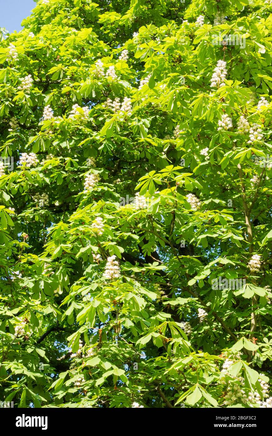 The leaves of the native Horse Chestnut (conker) tree Stock Photo - Alamy
