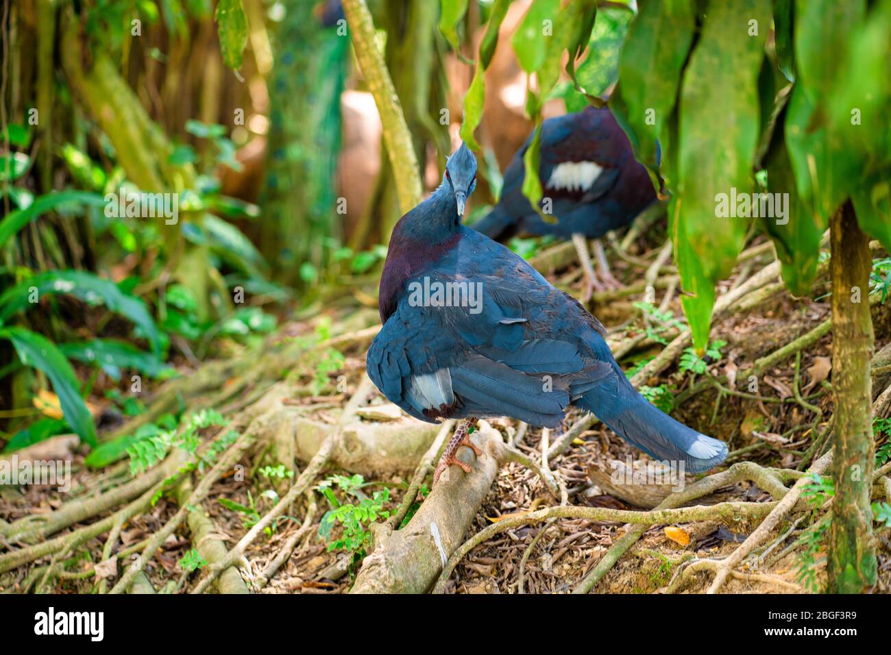 Unusual crowned dove in a green park cleans feathers. Beauty of nature ...