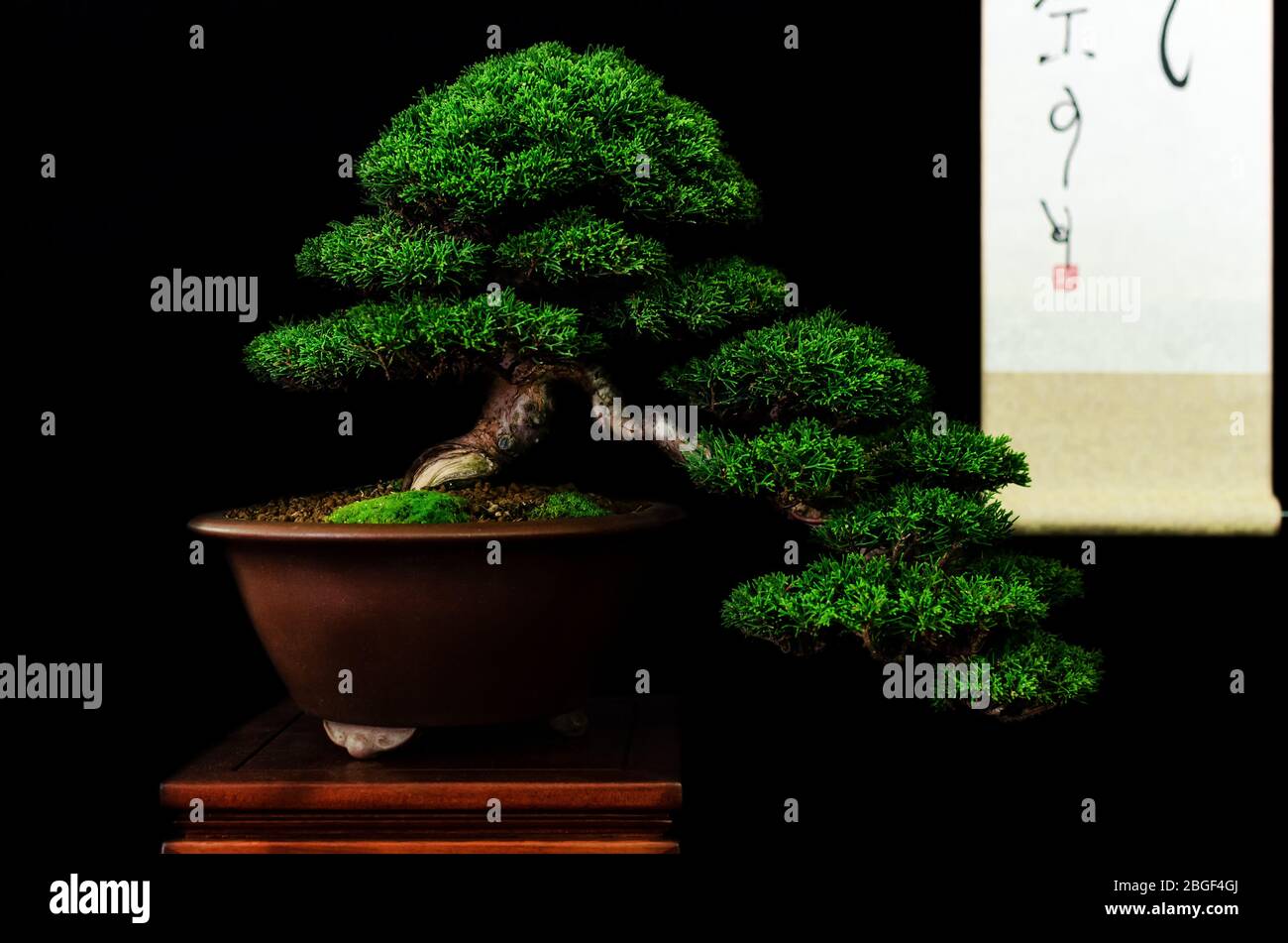 Traditional japanese bonsai (miniature tree) on a table with black ...