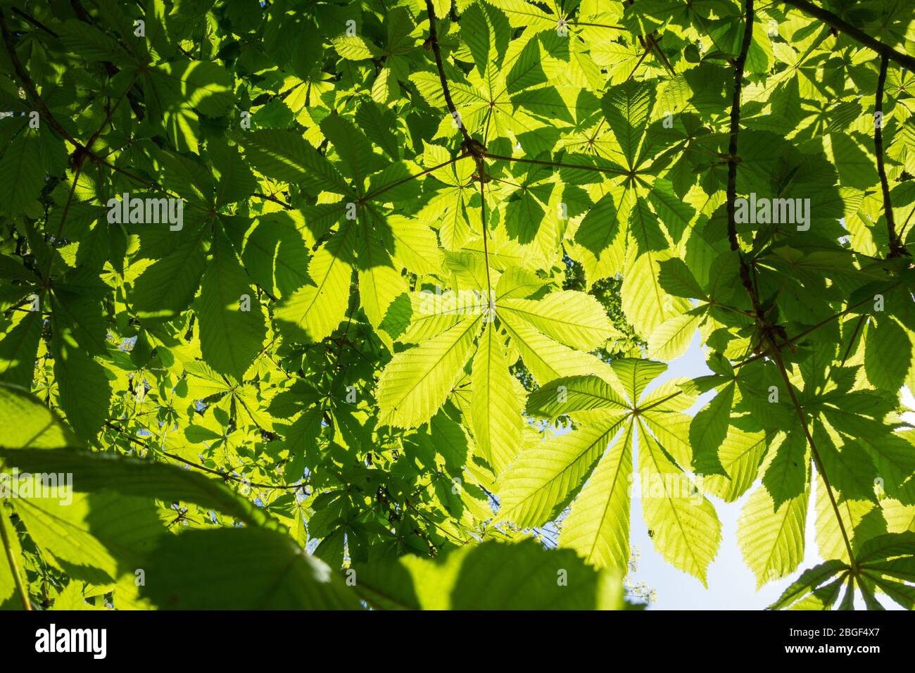 The leaves of the native Horse Chestnut (conker) tree Stock Photo - Alamy