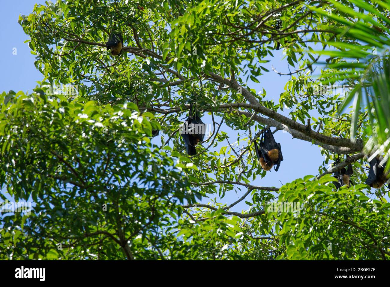 Comoro flying fox hi-res stock photography and images - Alamy