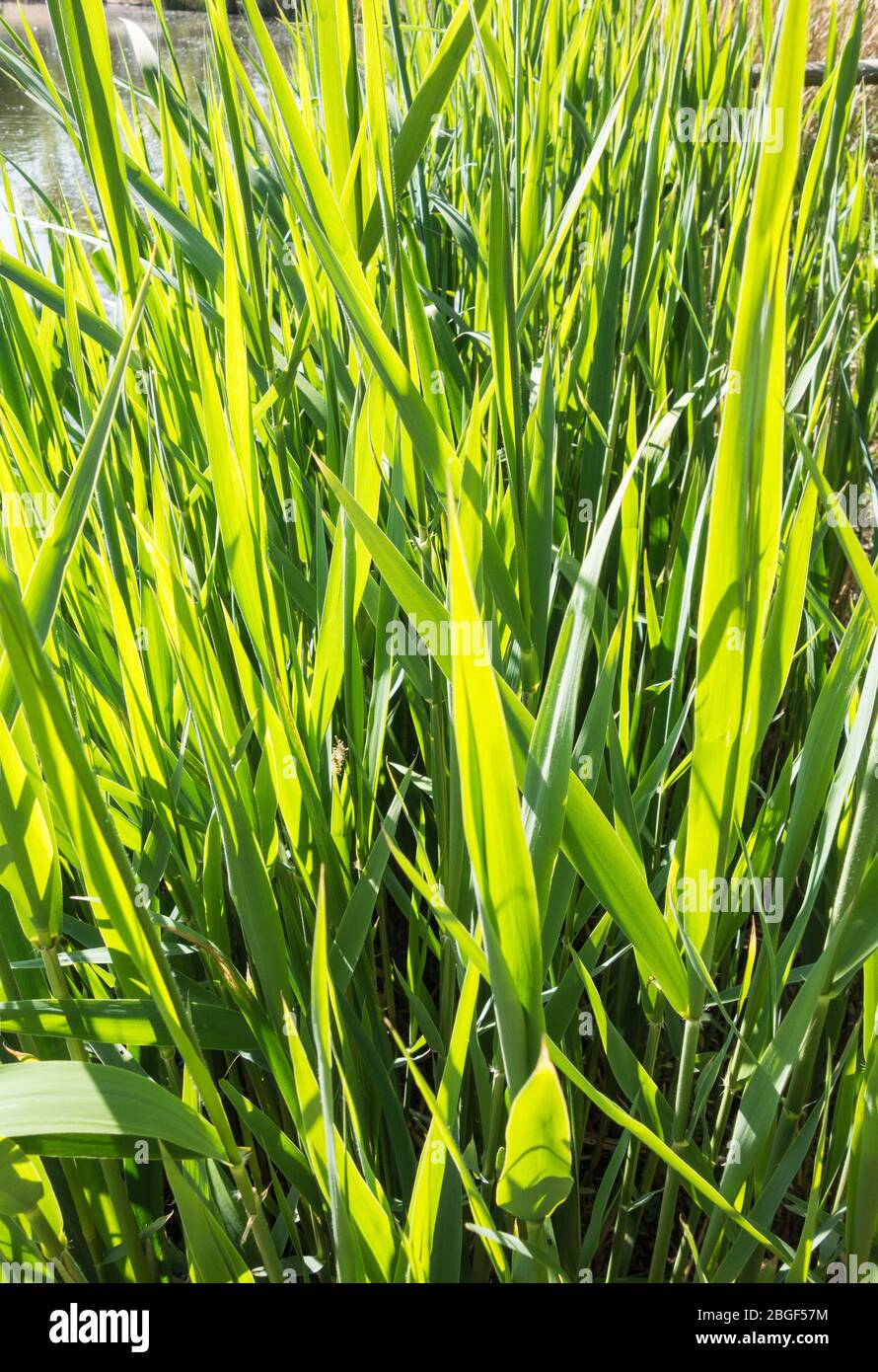 Reed beds wetlands hi-res stock photography and images - Alamy