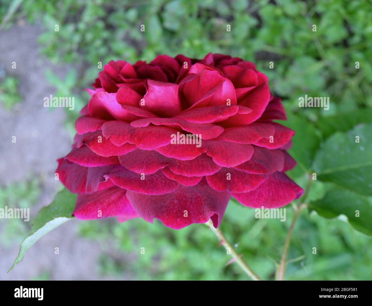 Red roses in the garden Stock Photo - Alamy