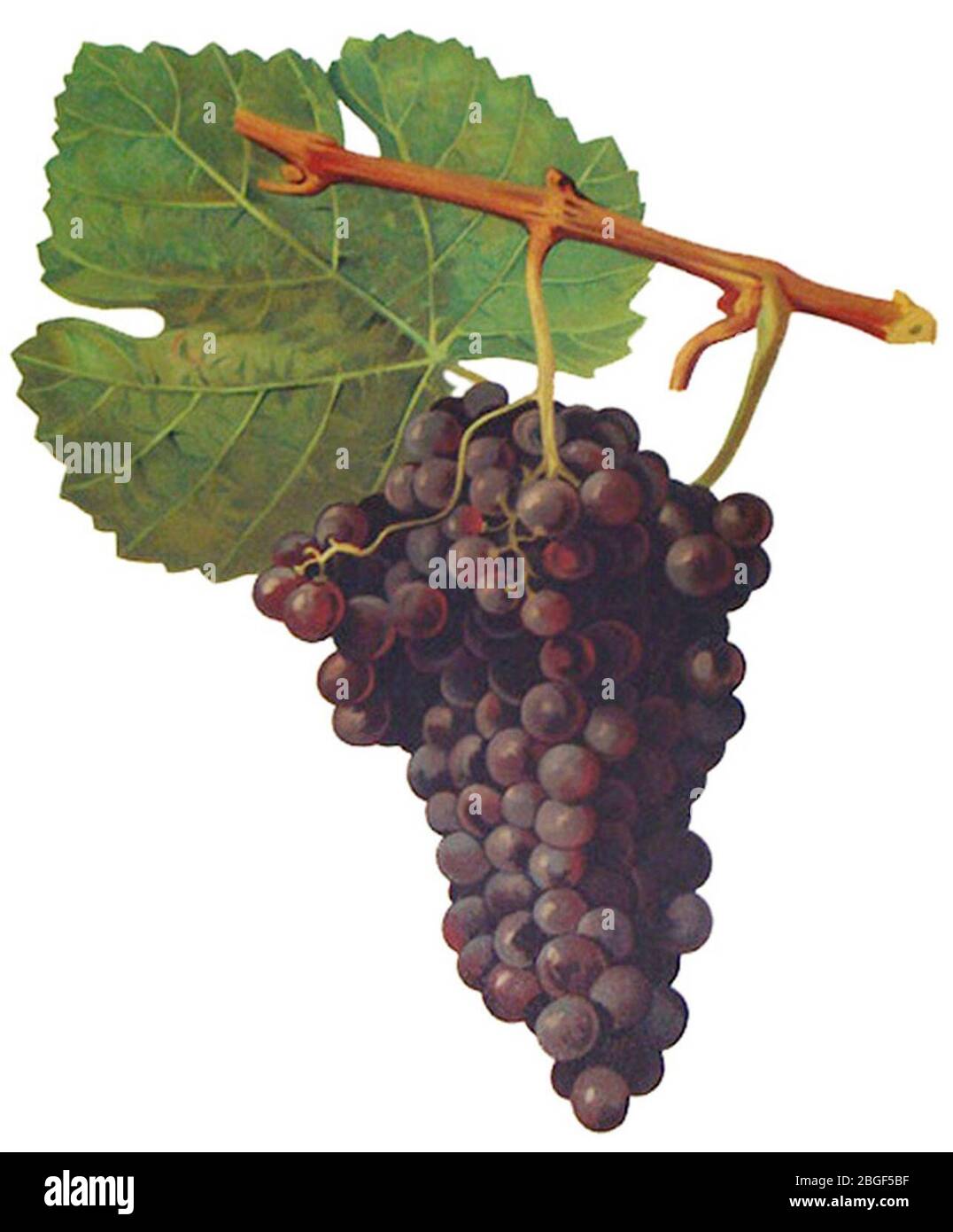 Herbemont hi-res stock photography and images - Alamy