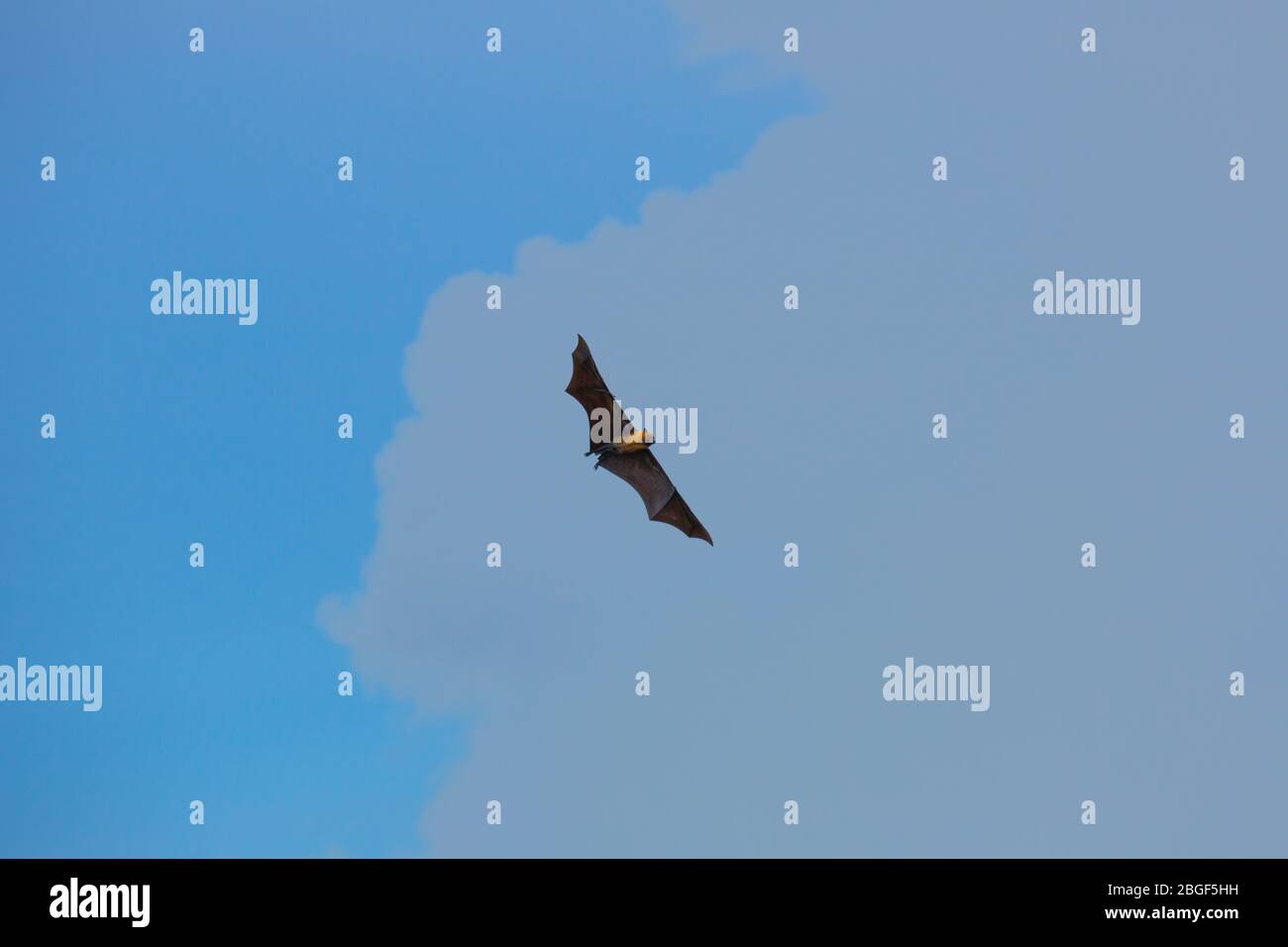 Flying Fox Bat Feeding High Resolution Stock Photography and Images - Alamy