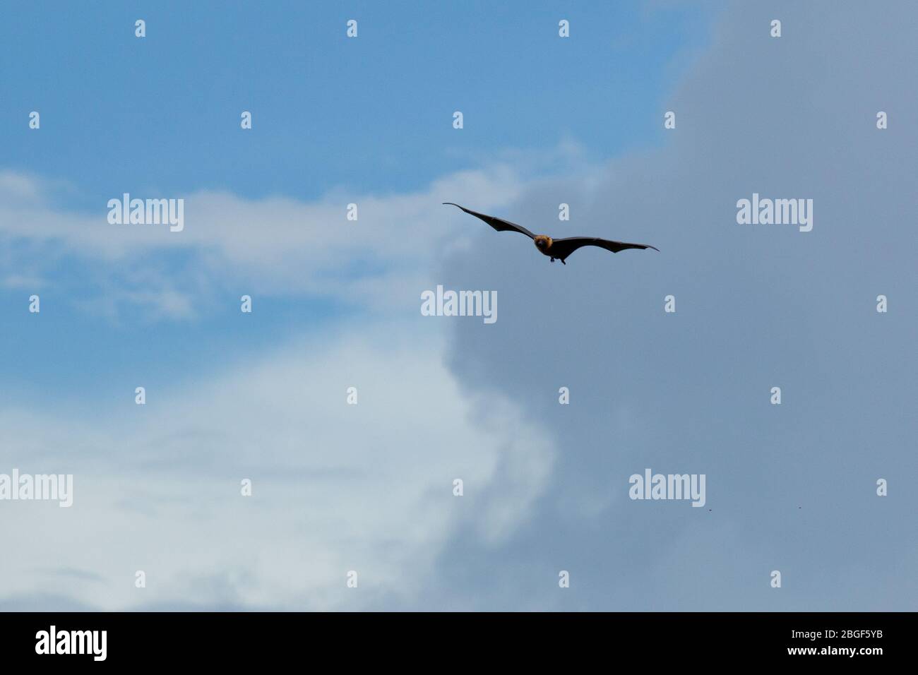 The Seychelles fruit bat or Seychelles flying fox (Pteropus ...