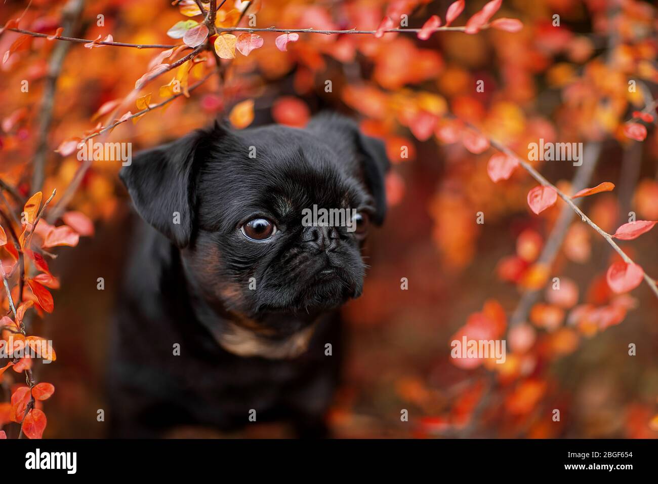 cute portrait of a dog in autumn foliage Stock Photo - Alamy