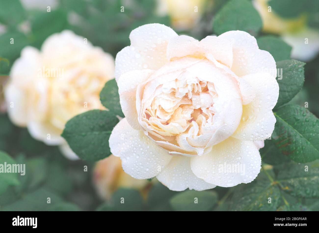 Bush of white roses in a garden. Fresh white roses Stock Photo - Alamy