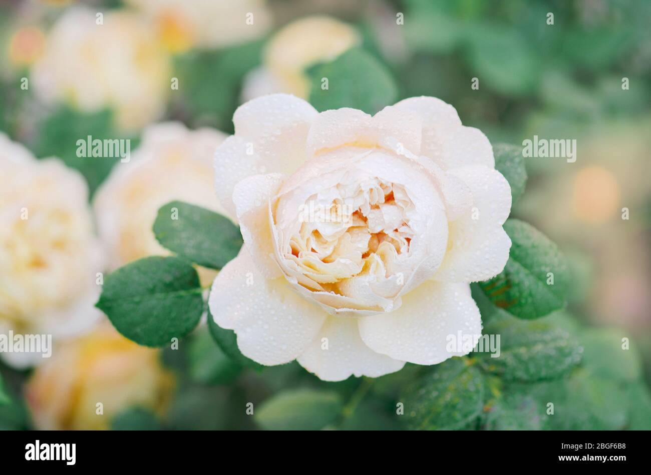 Bush of white roses in a garden. Fresh white roses Stock Photo - Alamy