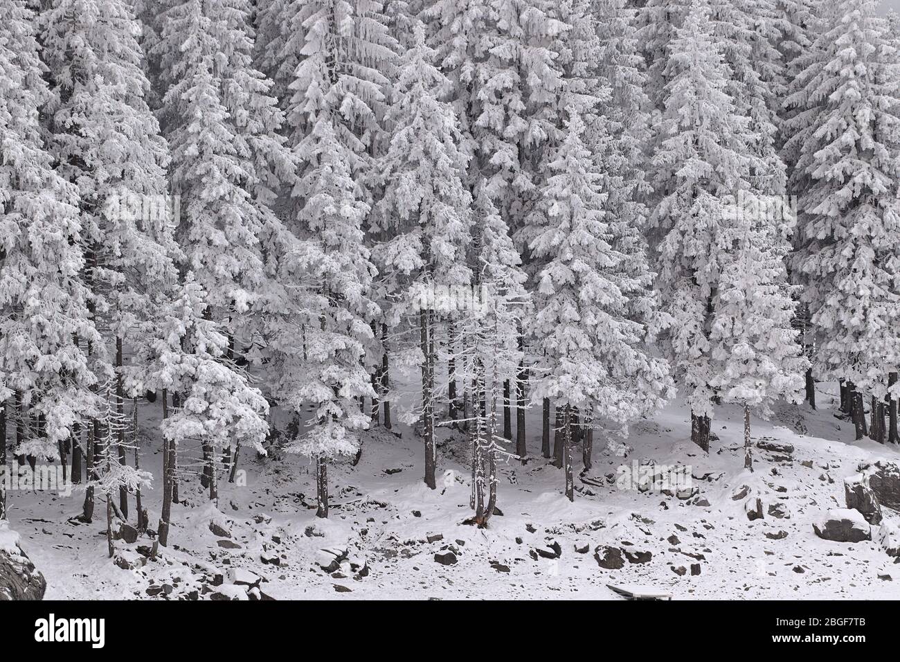 Snow covered pine tree forest in nature after snow storm Stock Photo ...