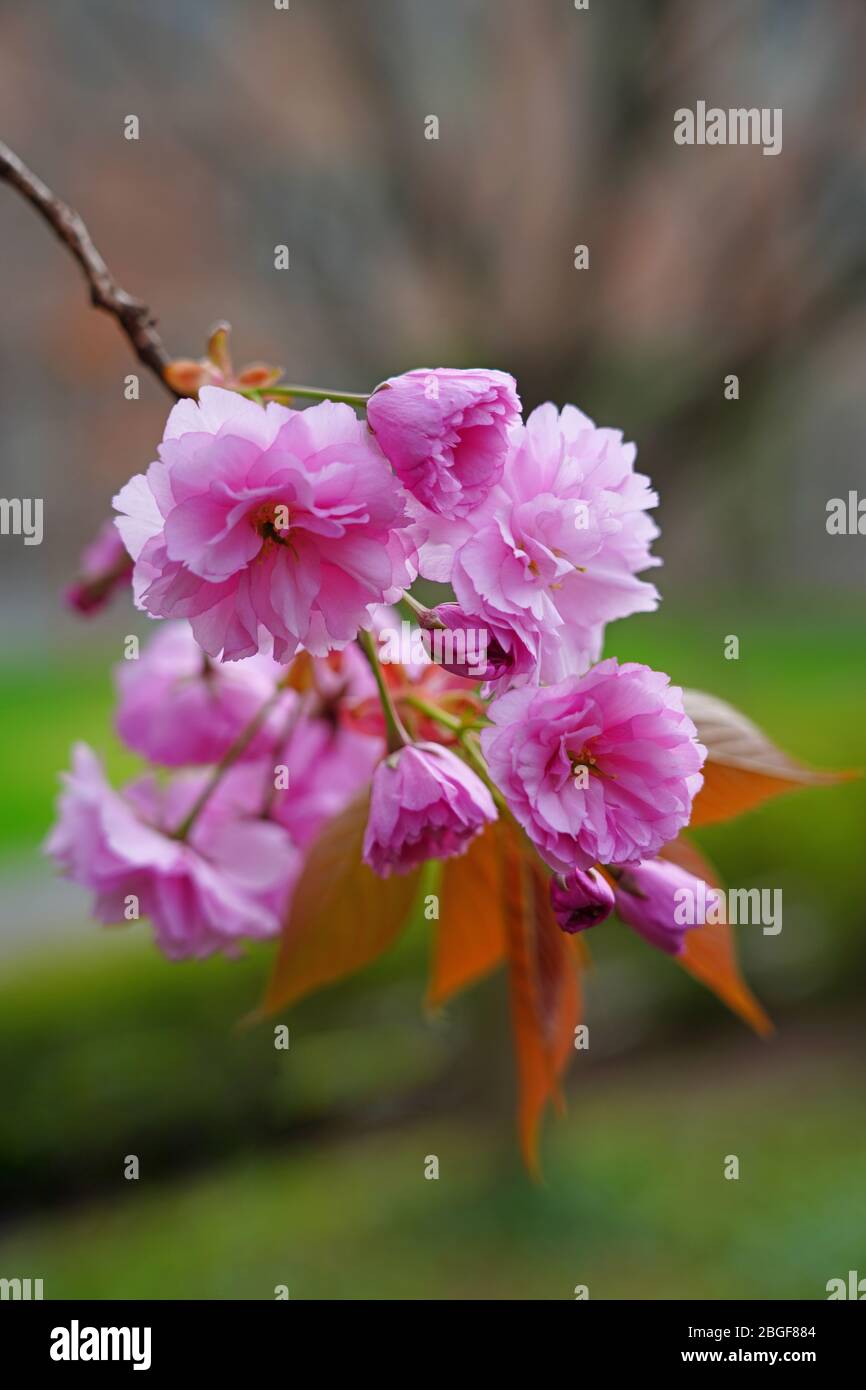 Billowy pink blossoms of a sakura cherry prunus tree with bronze red ...
