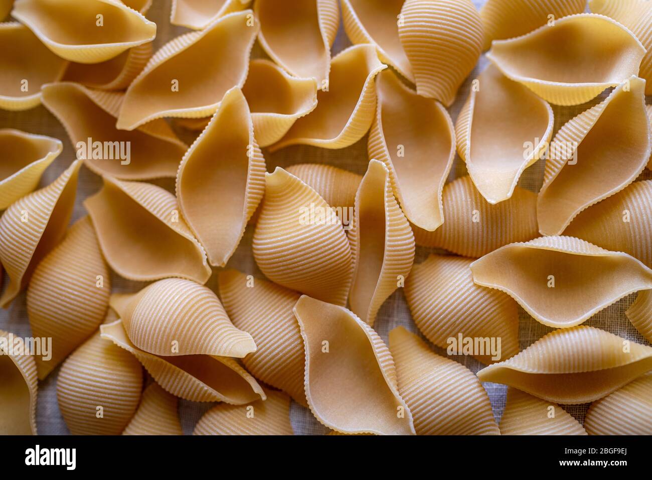 Dried Italian pasta, Conchiglie pasta closeup Stock Photo - Alamy