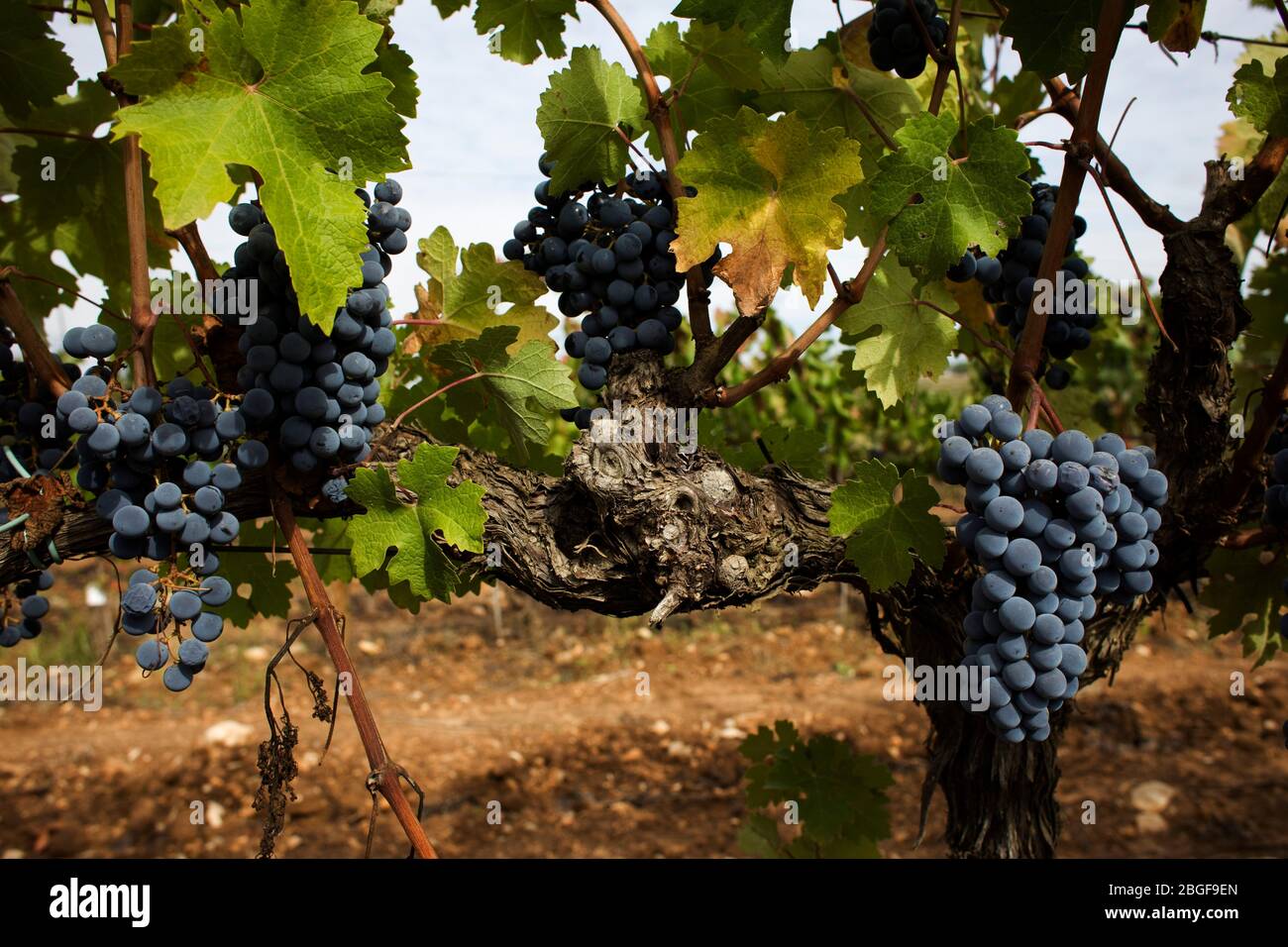 Vinya High Resolution Stock Photography and Images - Alamy