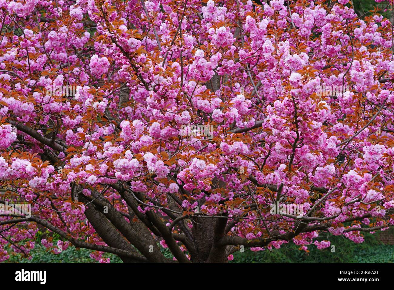 Billowy pink blossoms of a sakura cherry prunus tree with bronze red ...