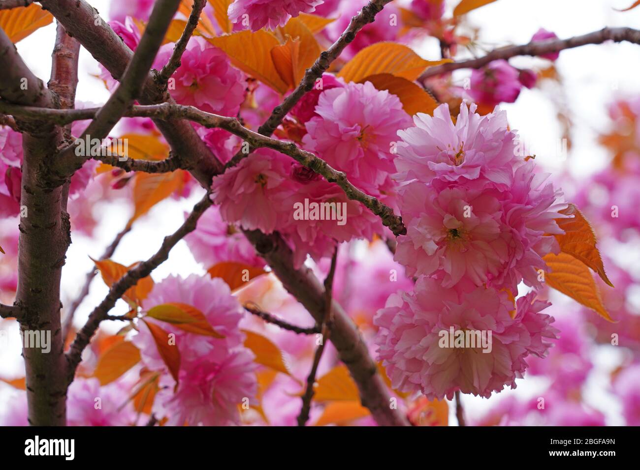 Billowy pink blossoms of a sakura cherry prunus tree with bronze red ...