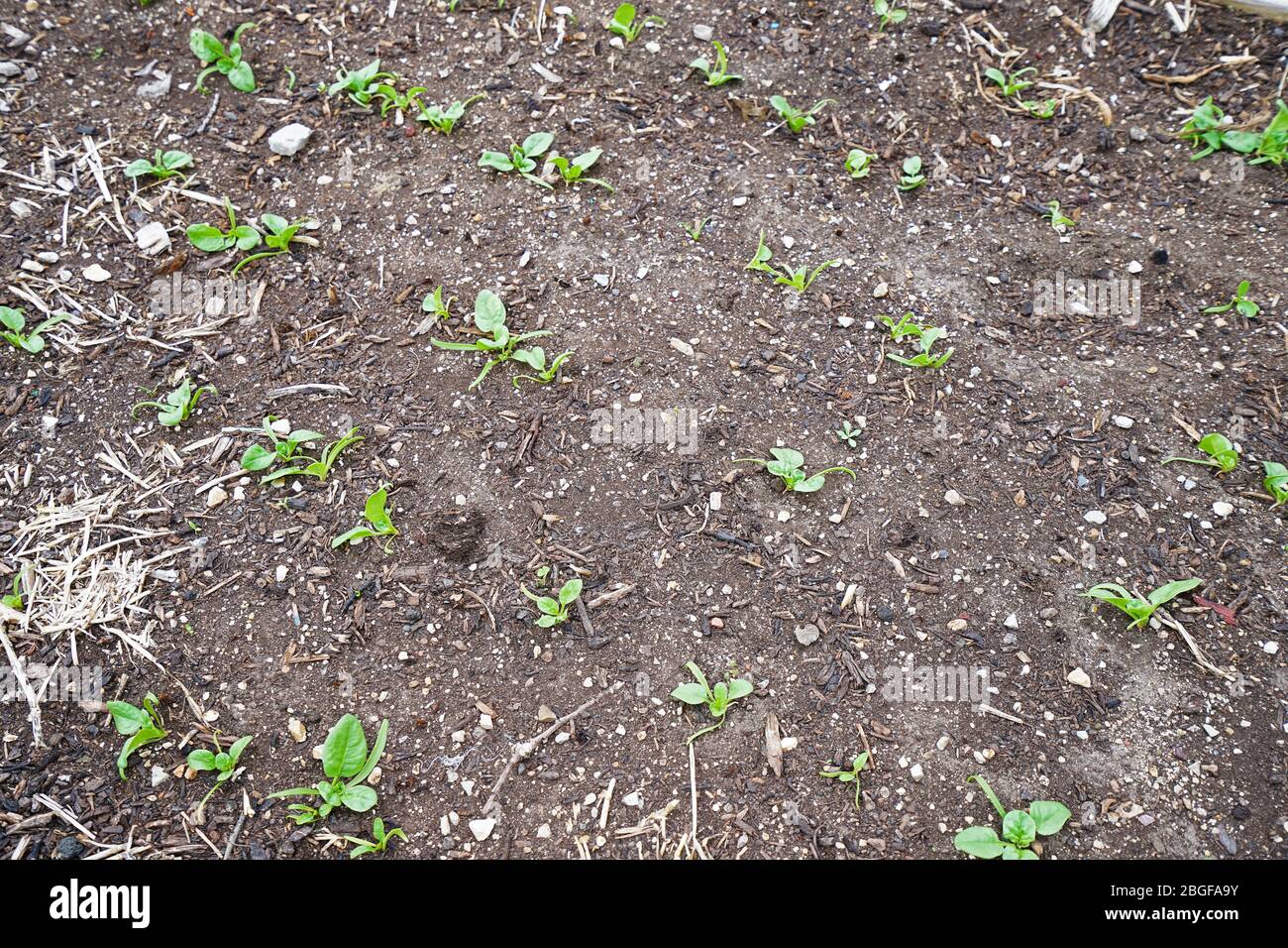 Row cropping hi-res stock photography and images - Alamy