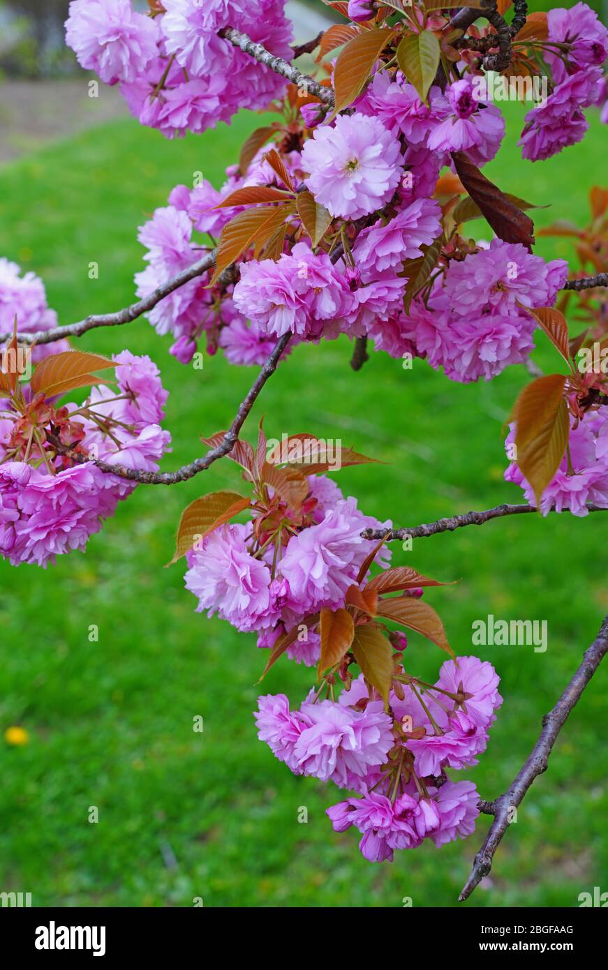 Billowy pink blossoms of a sakura cherry prunus tree with bronze red ...