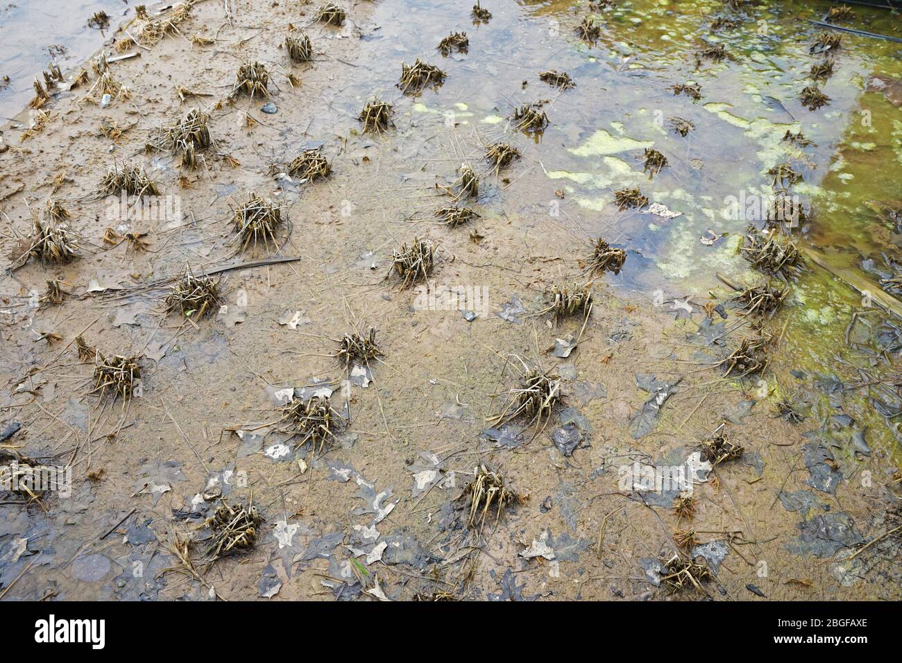 Cut rice hi-res stock photography and images - Alamy