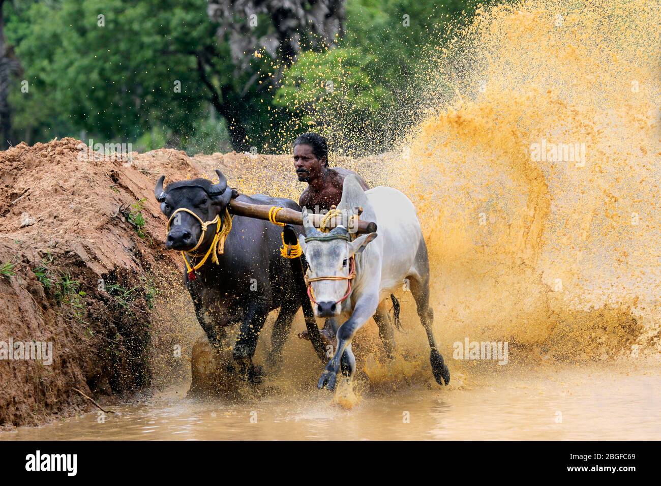 Harvest festivals of india hi-res stock photography and images - Alamy