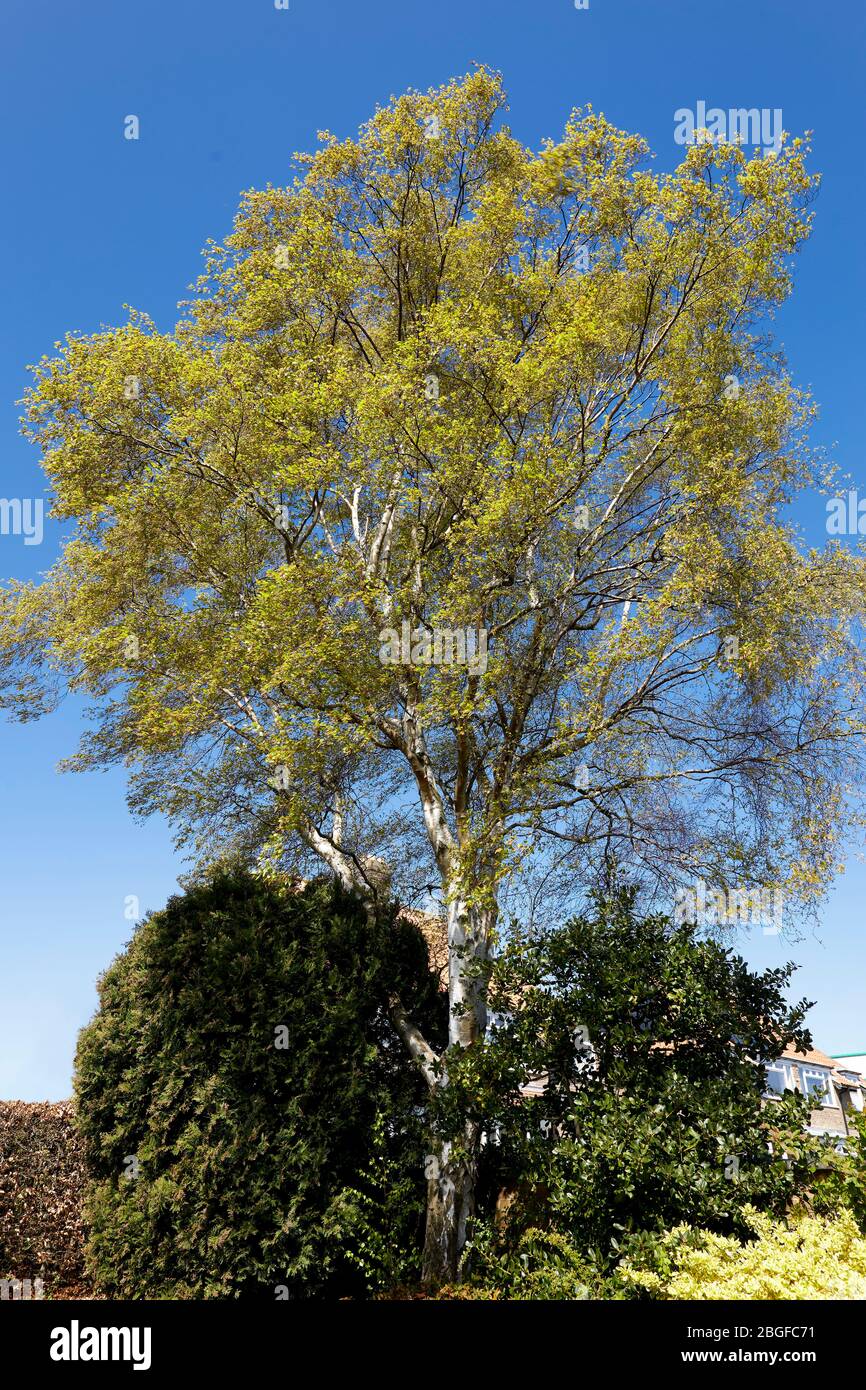 Triangular shaped tree hi-res stock photography and images - Alamy