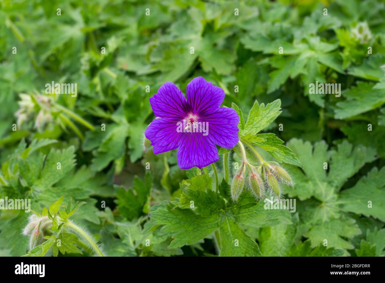 Geranium magnificum hi-res stock photography and images - Alamy