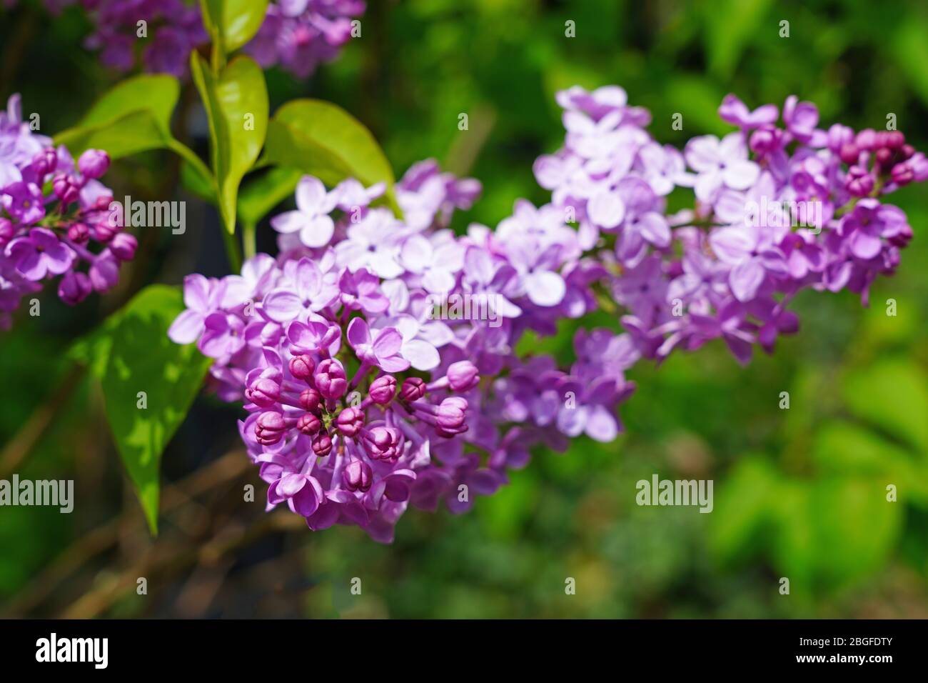 Fragrant purple flower clusters of fragrant lilac (syringa Stock Photo ...