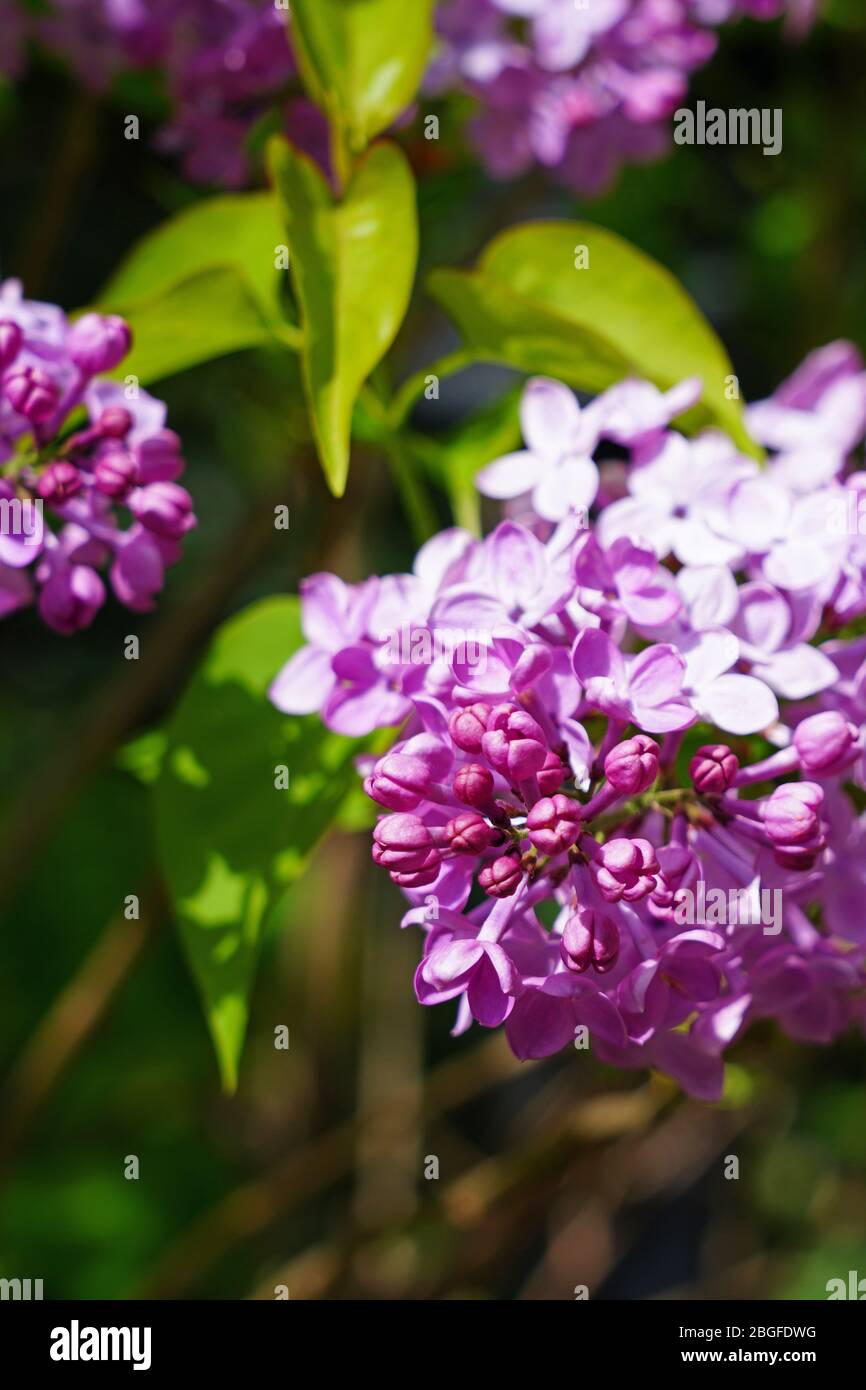 Fragrant purple flower clusters of fragrant lilac (syringa Stock Photo ...