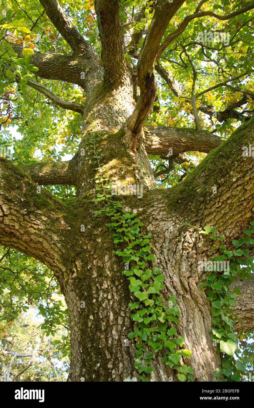 Riesige eiche hi-res stock photography and images - Alamy