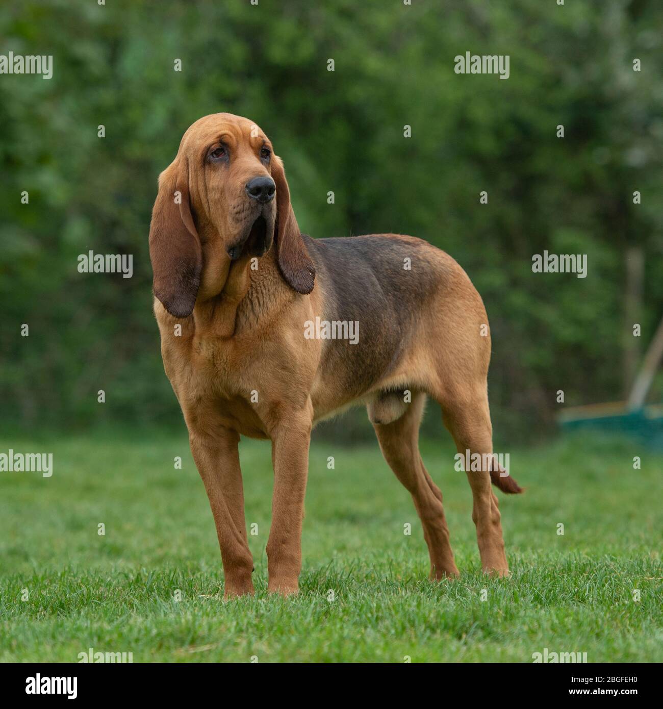 Bloodhound full body hi-res stock photography and images - Alamy