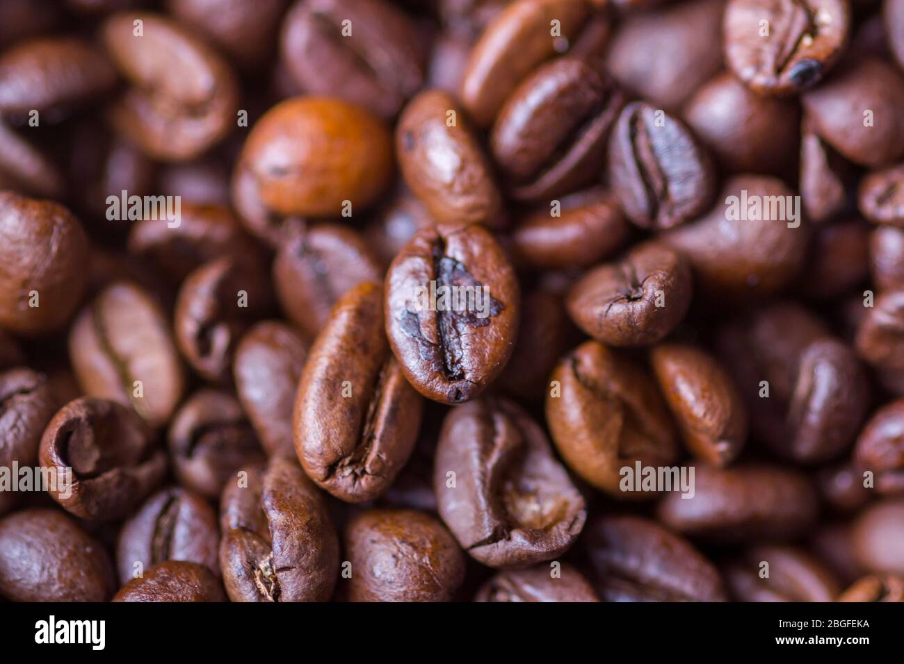 Close up from coffee plant hi-res stock photography and images - Alamy