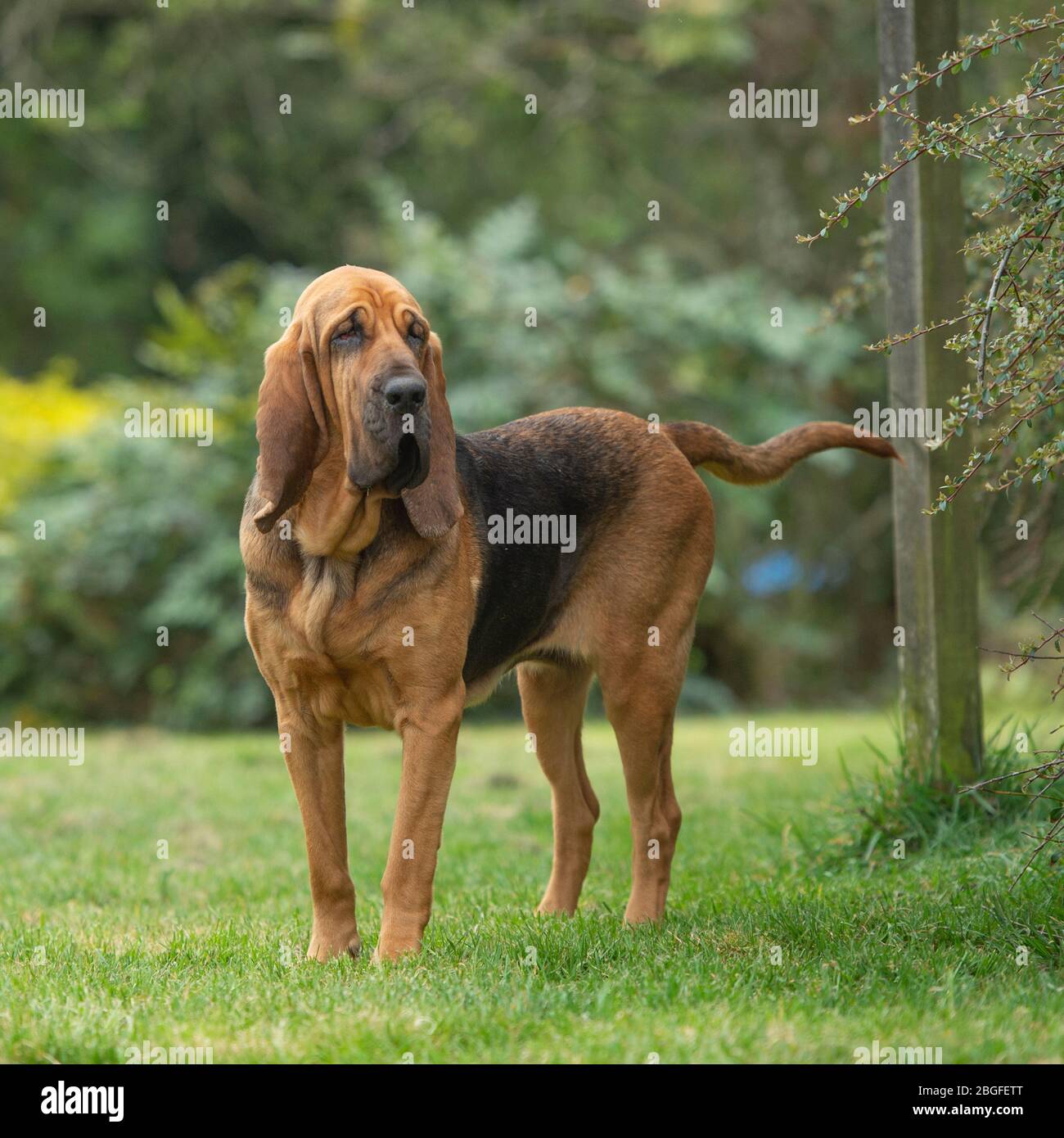 Bloodhound dog hi-res stock photography and images - Alamy