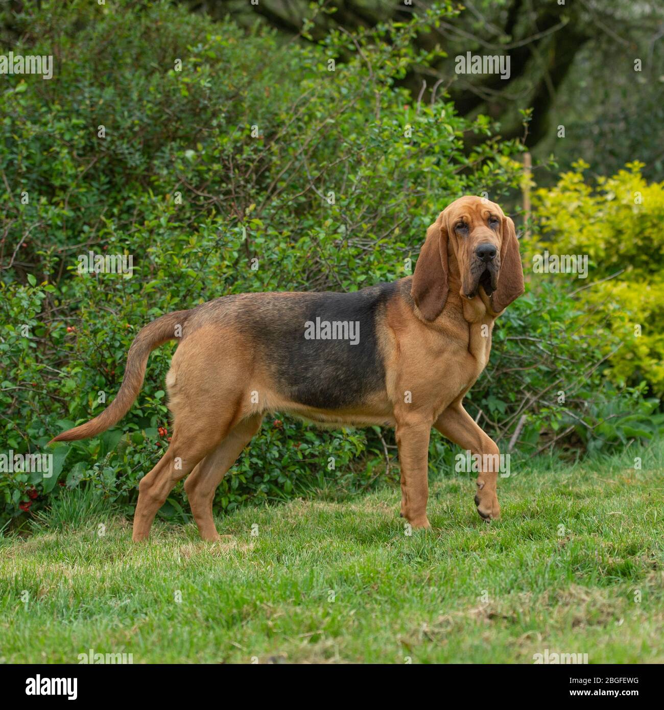 Large hunting hound hi-res stock photography and images - Alamy