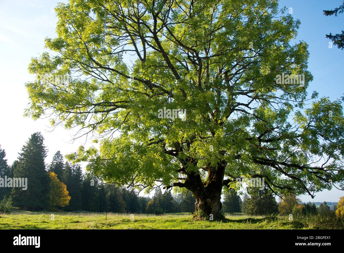 Esche hi-res stock photography and images - Alamy