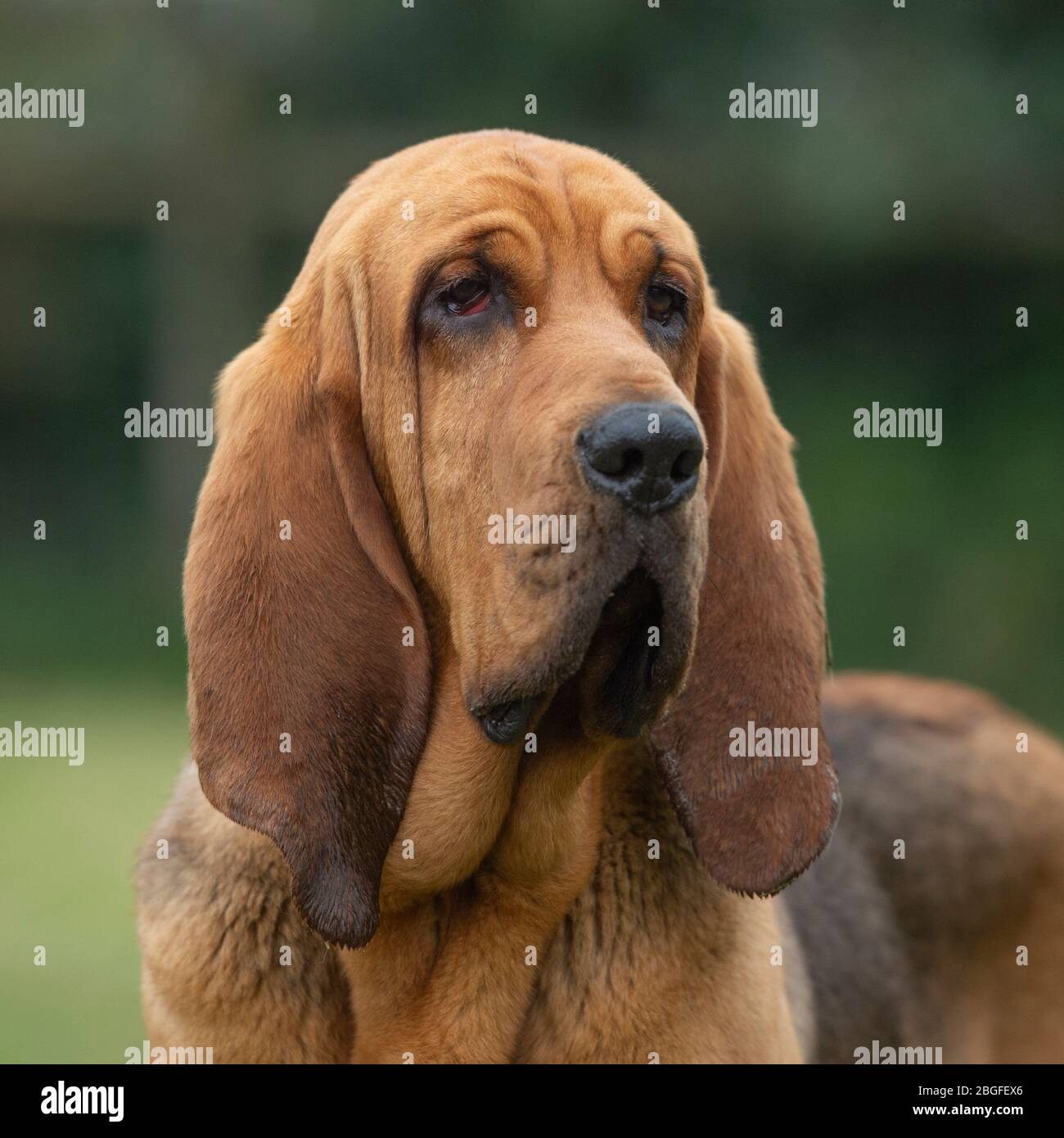 St hubert hound hi-res stock photography and images - Alamy