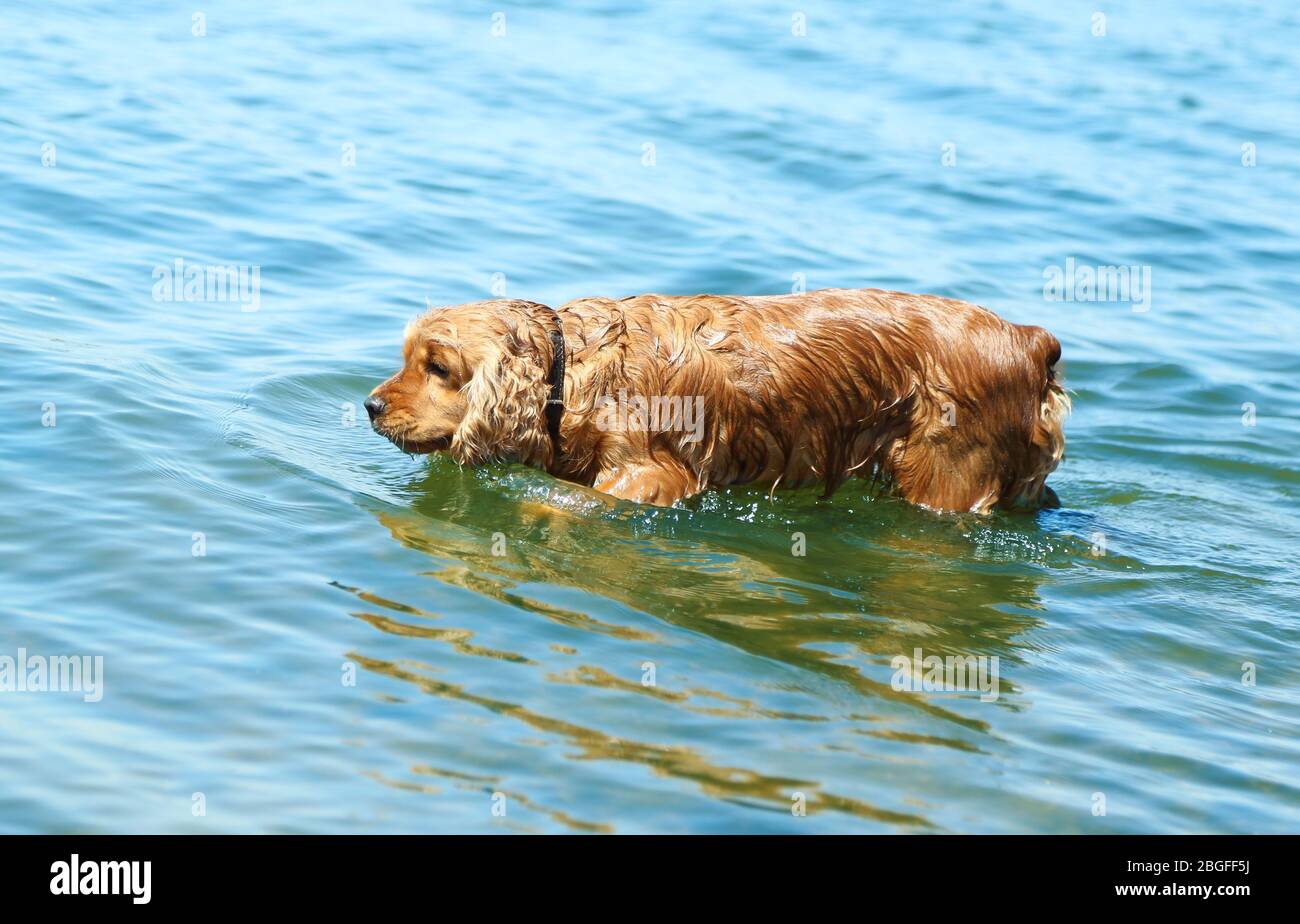 English cocker spaniel in river Stock Photo - Alamy