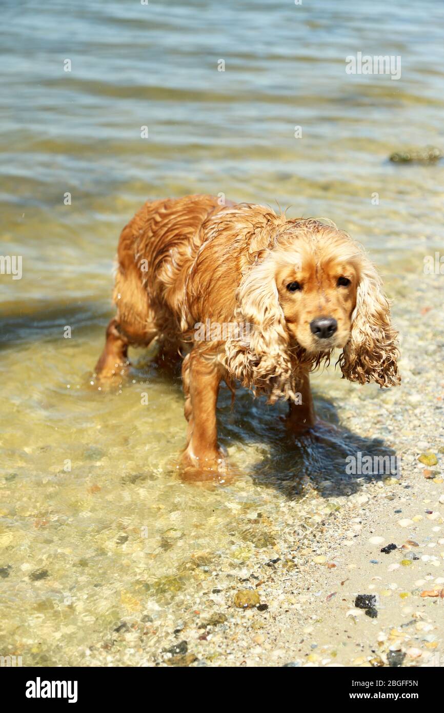 English cocker spaniel in river Stock Photo - Alamy