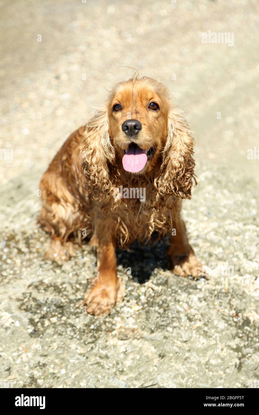 English cocker spaniel on beach Stock Photo - Alamy