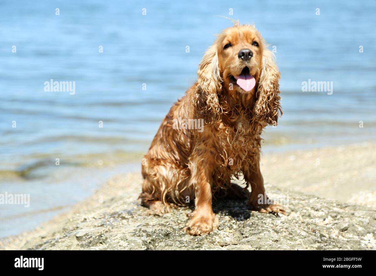English cocker spaniel on beach Stock Photo - Alamy