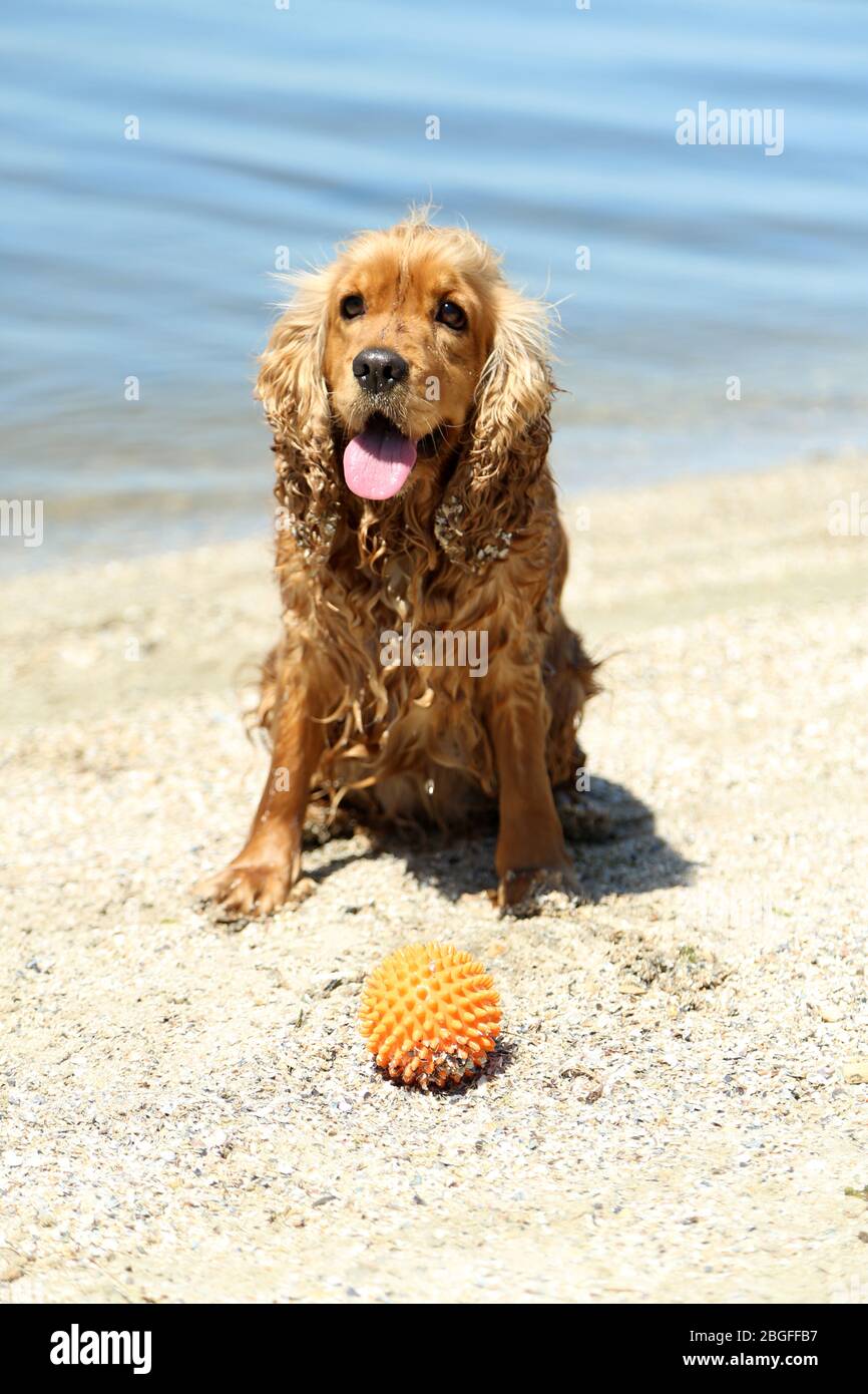 English cocker spaniel on beach Stock Photo - Alamy