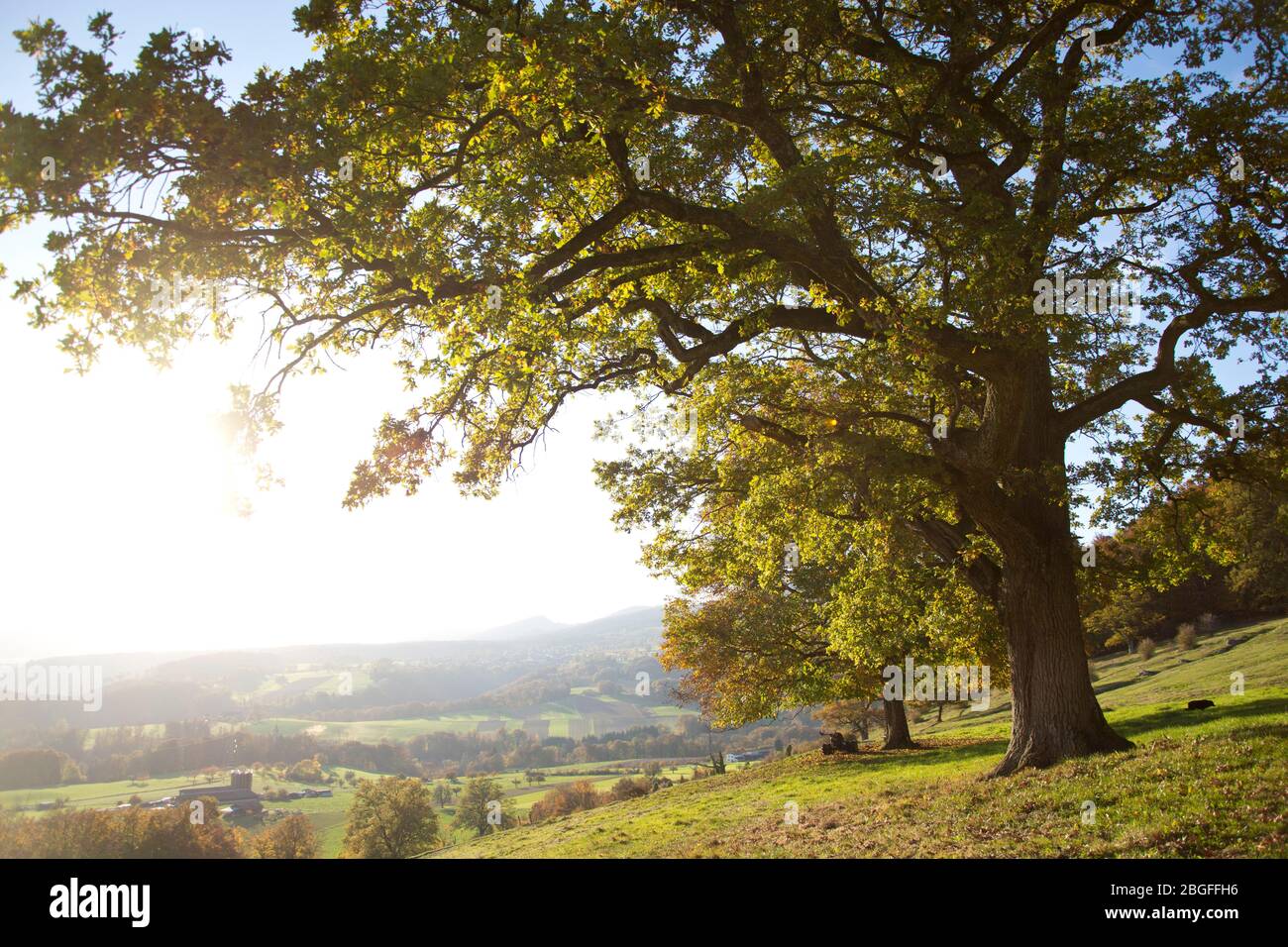 Mächtige eichen hi-res stock photography and images - Alamy
