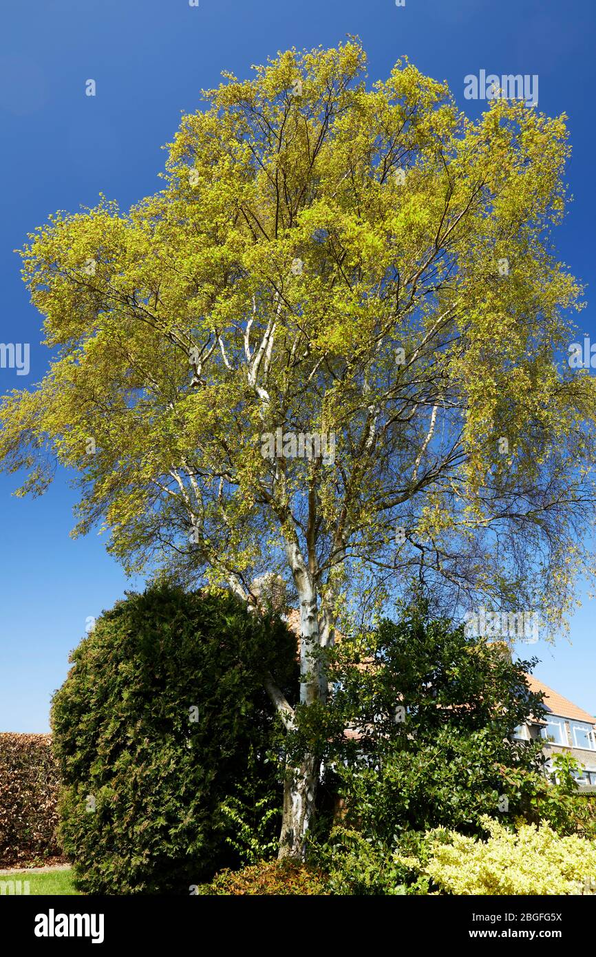 Silver Birch Tree in the Springtime Stock Photo - Alamy