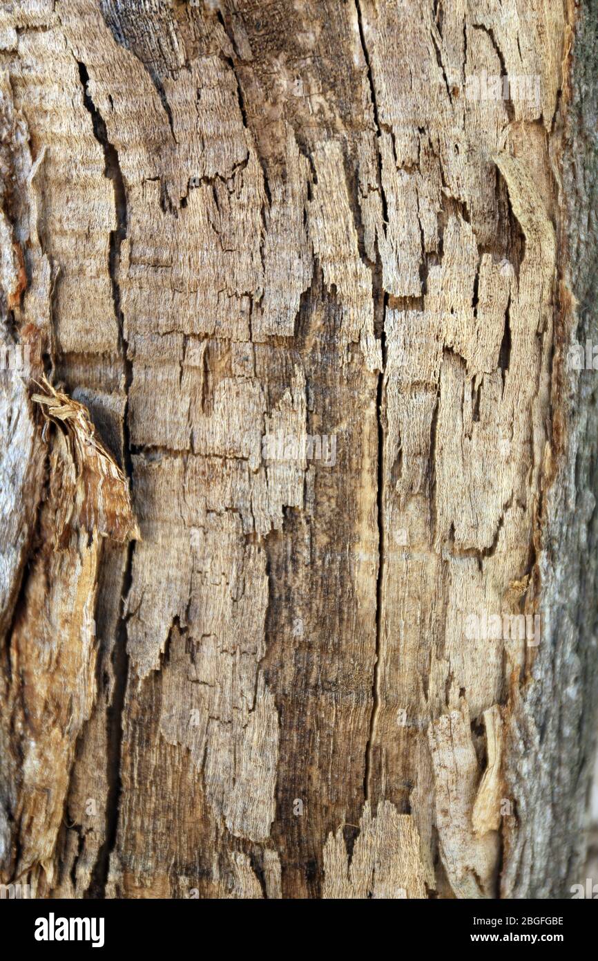 Tree bark texture background Stock Photo - Alamy