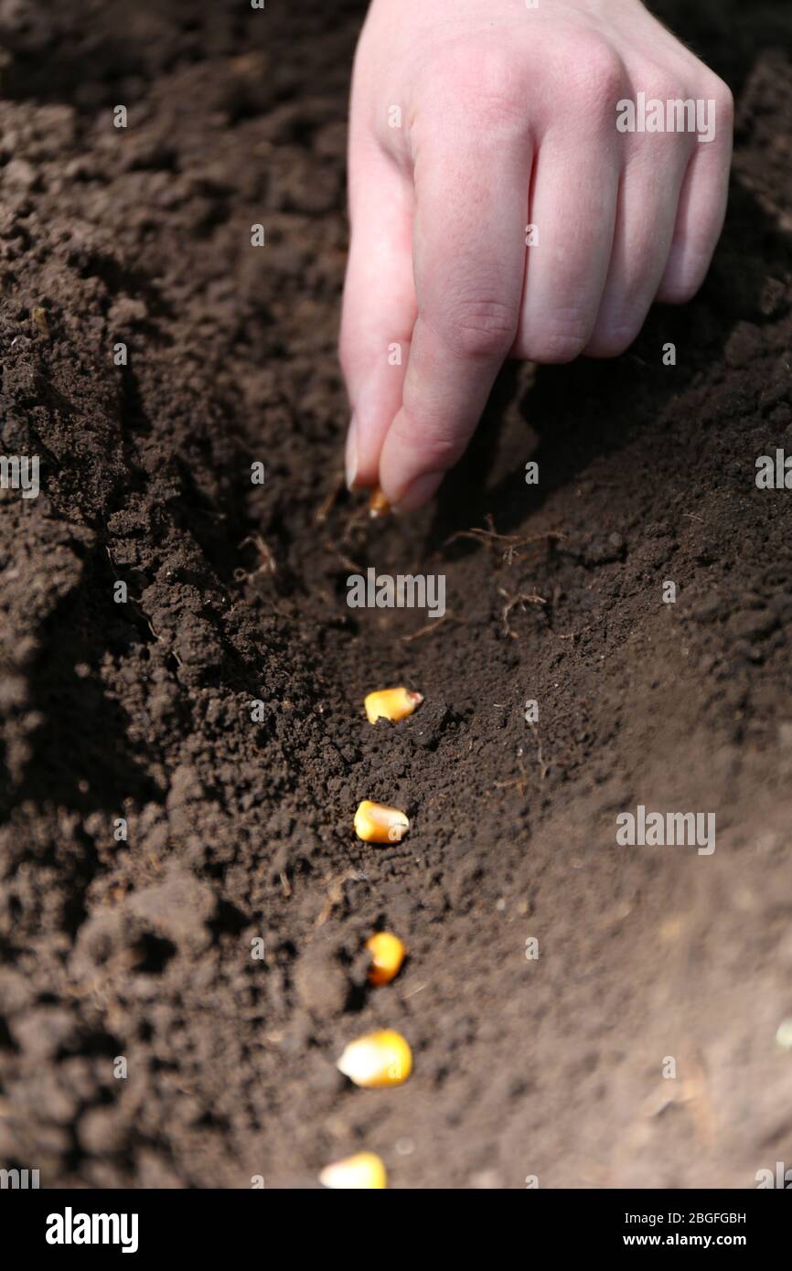Woman sowing peas seeds hi-res stock photography and images - Alamy