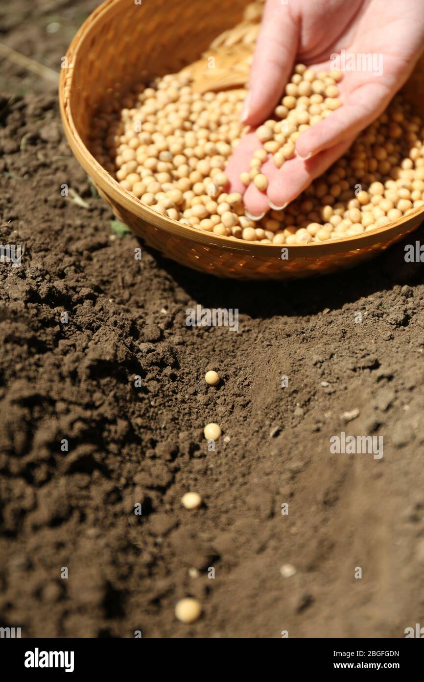 Woman sowing peas seeds hi-res stock photography and images - Alamy