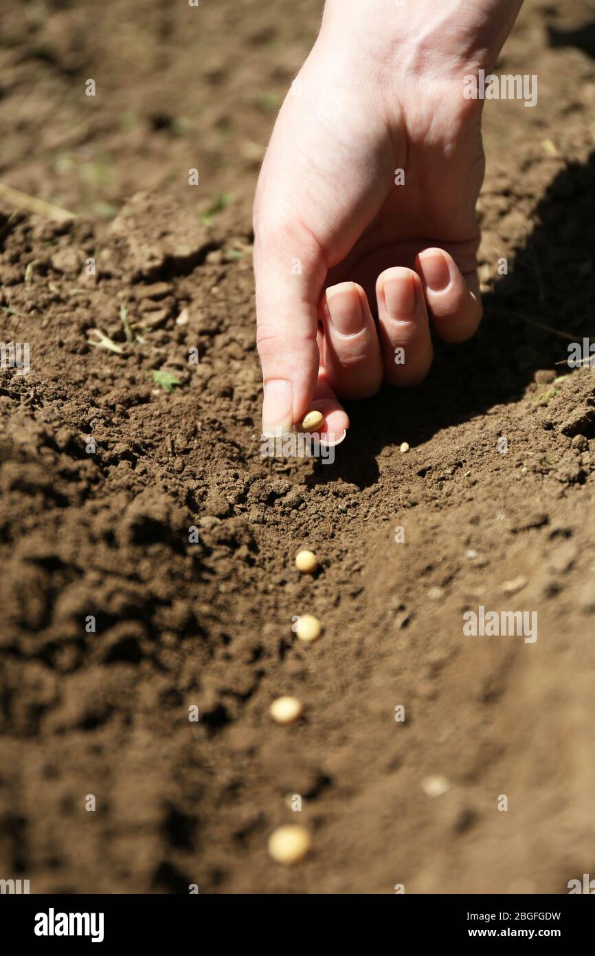 Sowing seeds into soil Stock Photo - Alamy
