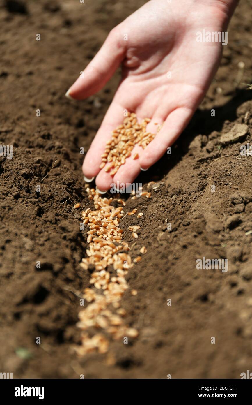 Sowing seeds into soil Stock Photo - Alamy