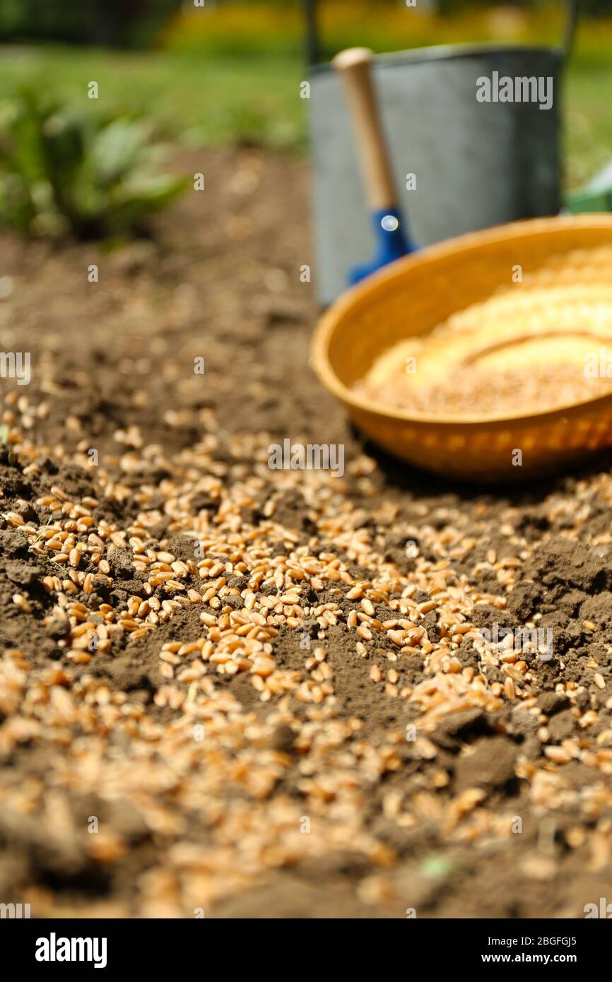 Sowing seeds into soil Stock Photo - Alamy