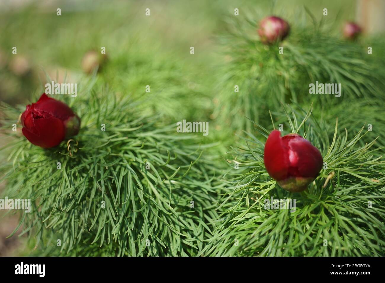 red peony flower bush with young closed buds grow in the garden, close ...