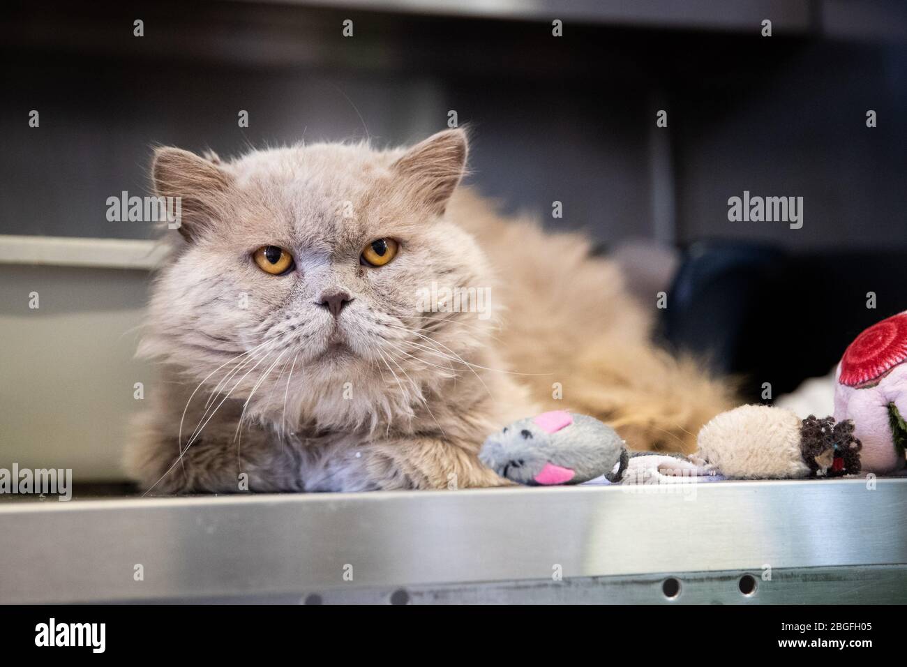 Highlander Cat High Resolution Stock Photography and Images - Alamy