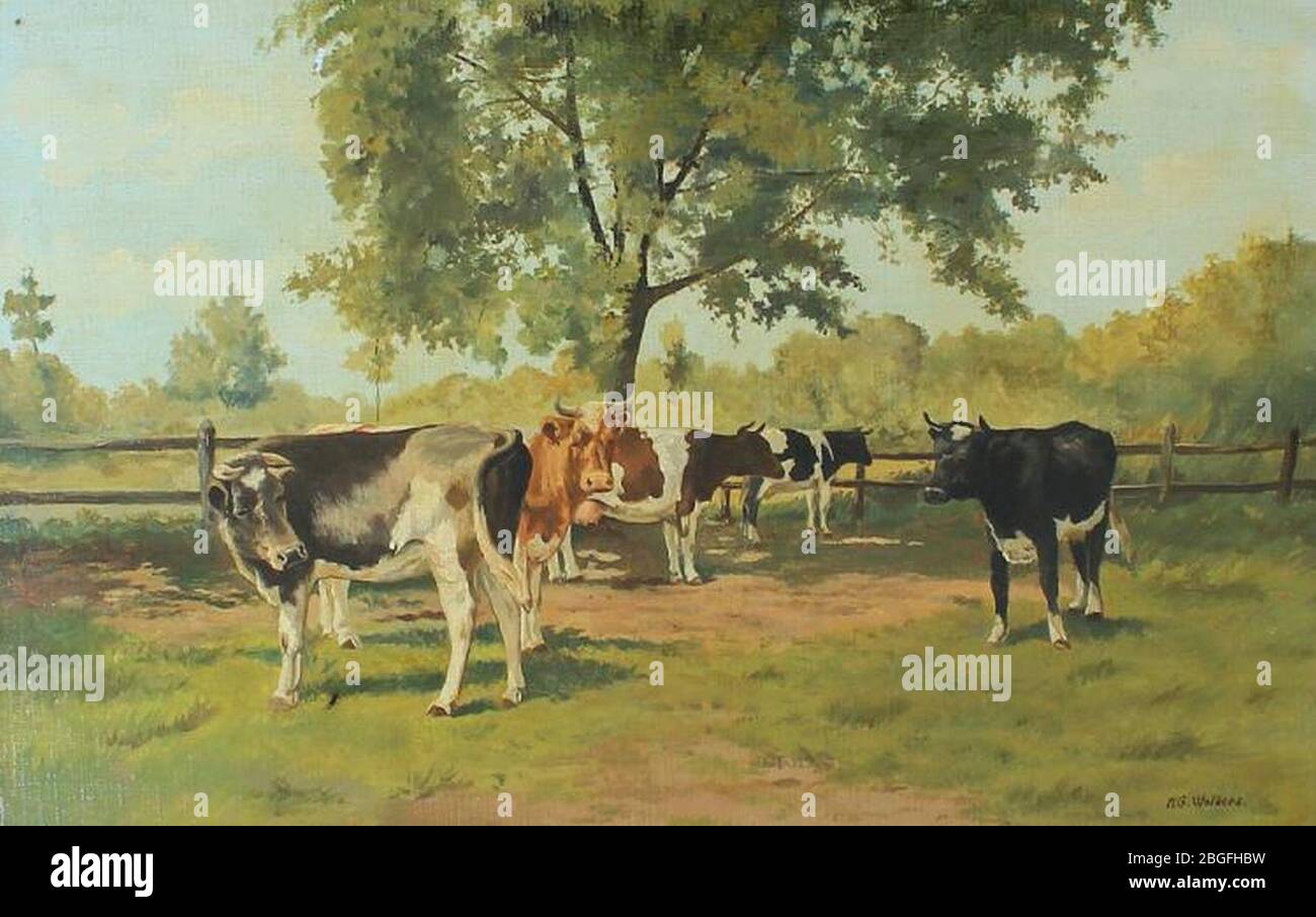 Herman Wolbers - Cows Stock Photo - Alamy